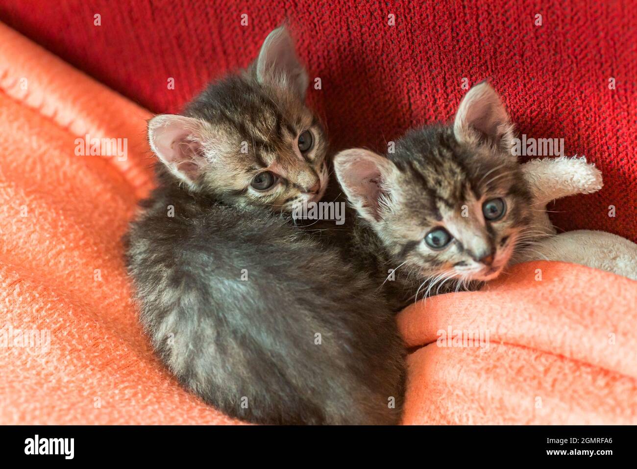 Two little kittens play on the bed. Domestic cats in a shelter. No one ...