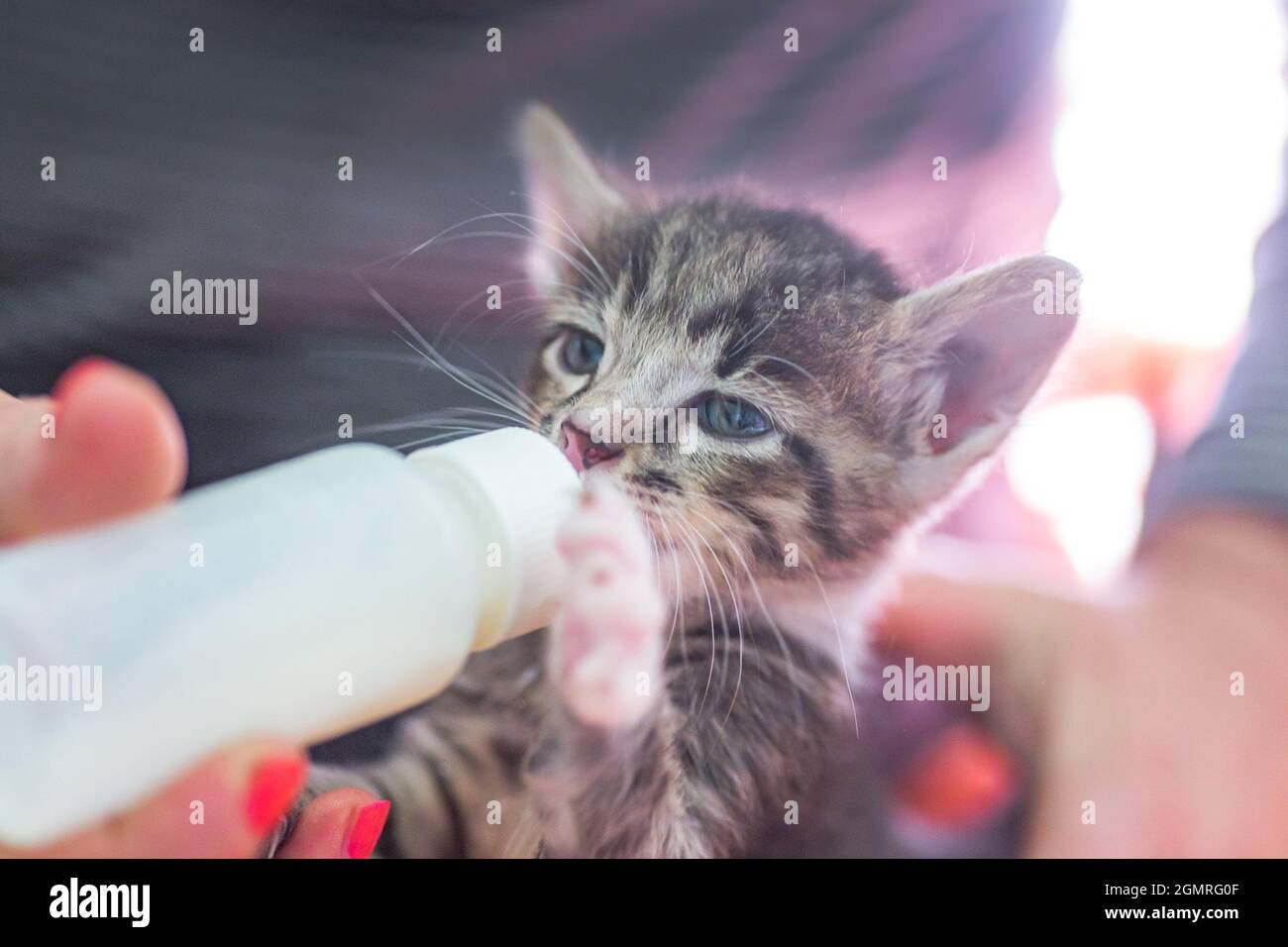 Little Baby Kittens Drinking From A Bottle
