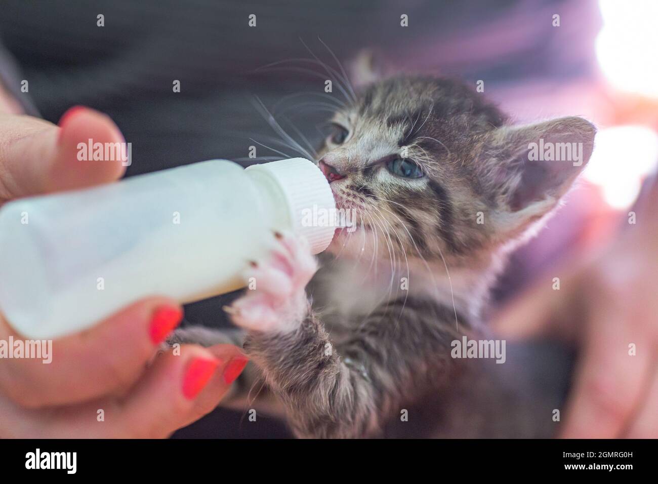 Little gray kitten drinks milk from a bottle. Feeding kittens without a ...