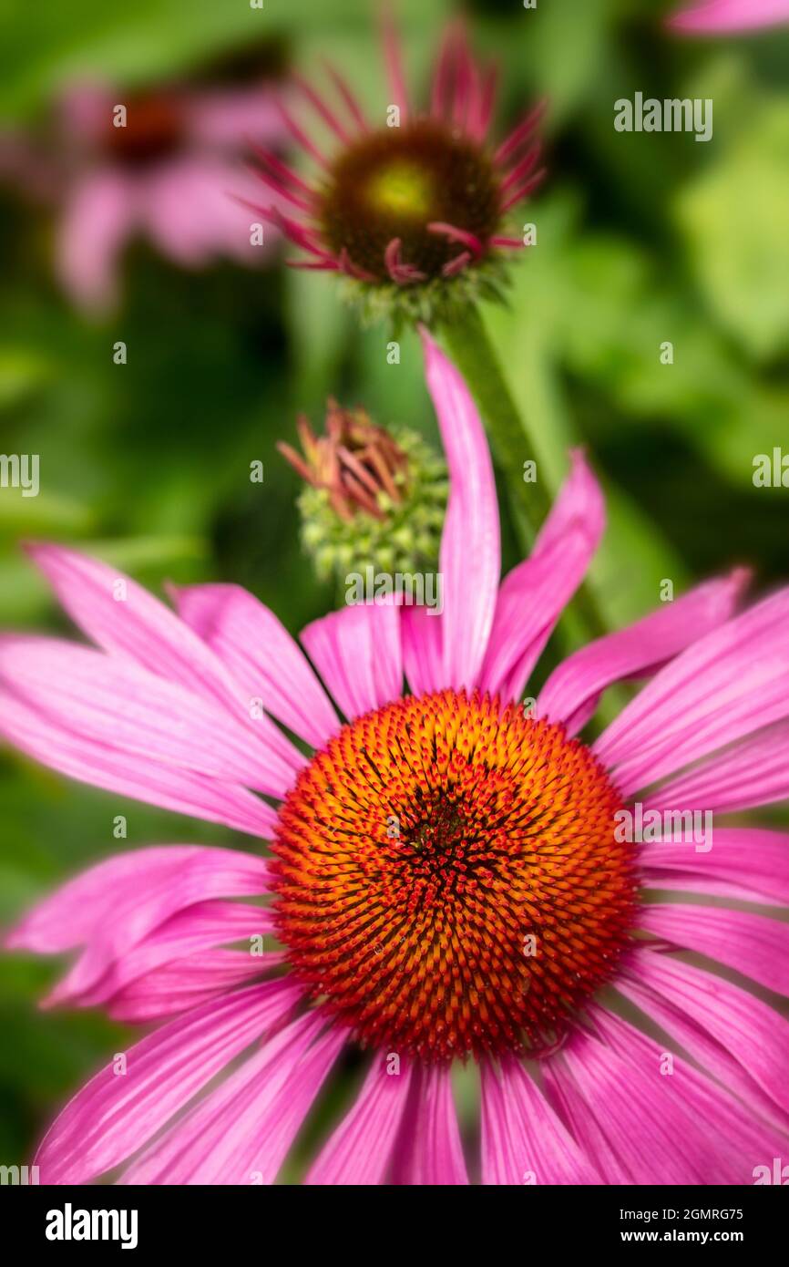 Attractive Echinacea purpurea ‘Rubinstern’, purple coneflower ...