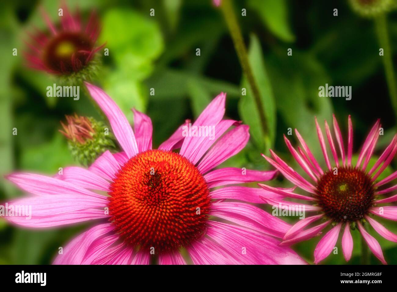 Attractive Echinacea purpurea ‘Rubinstern’, purple coneflower ...