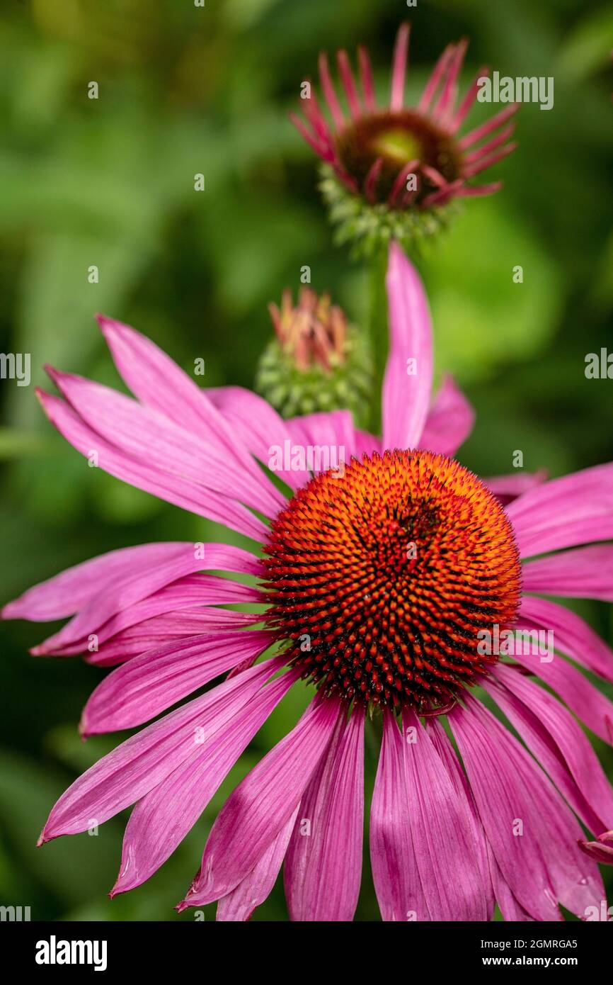 Attractive Echinacea purpurea ‘Rubinstern’, purple coneflower ...