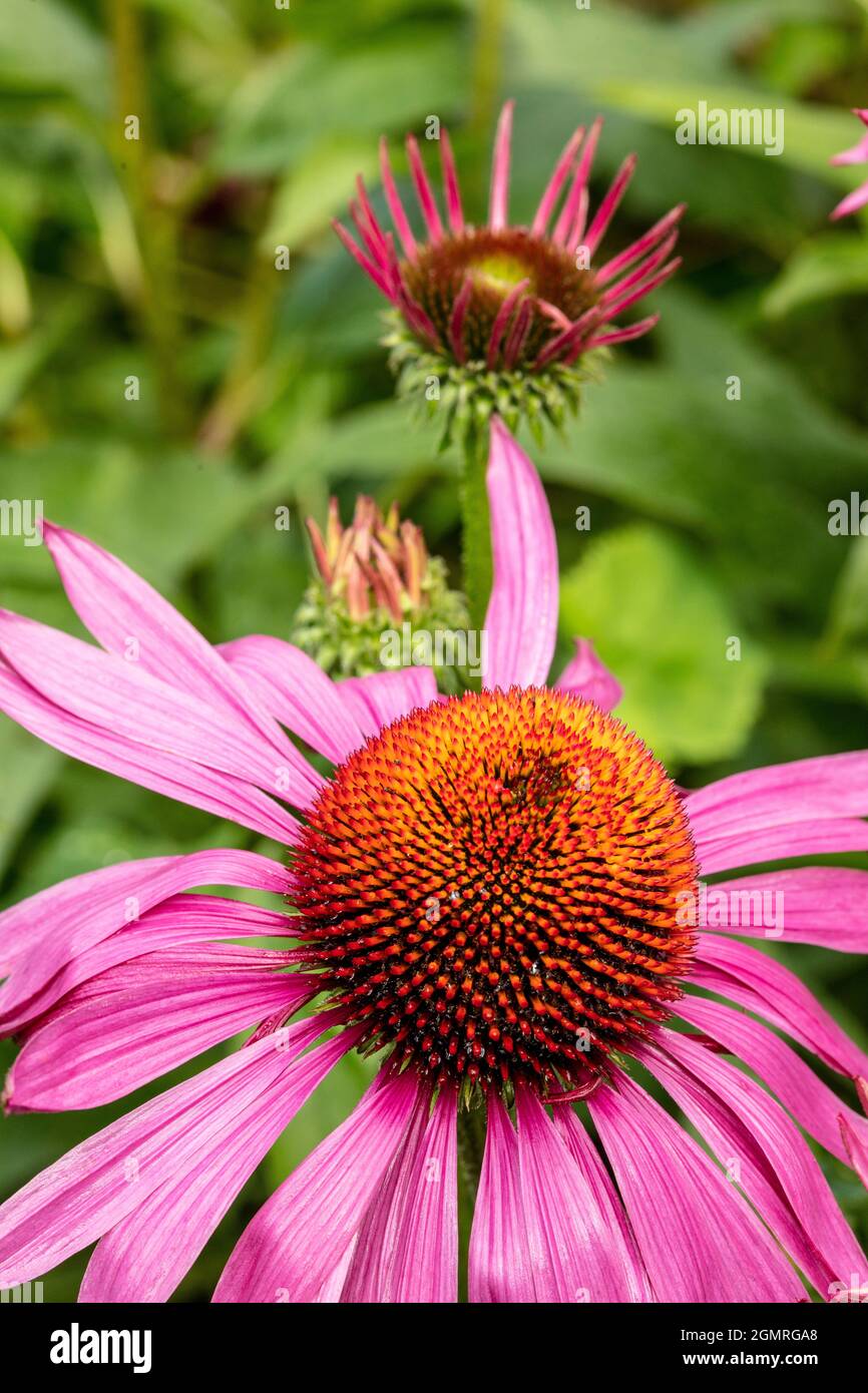Attractive Echinacea purpurea ‘Rubinstern’, purple coneflower ...