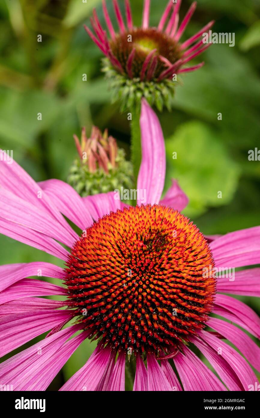 Attractive Echinacea purpurea ‘Rubinstern’, purple coneflower ...