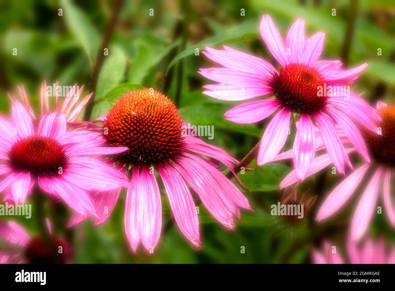 Attractive Echinacea purpurea ‘Rubinstern’, purple coneflower ...