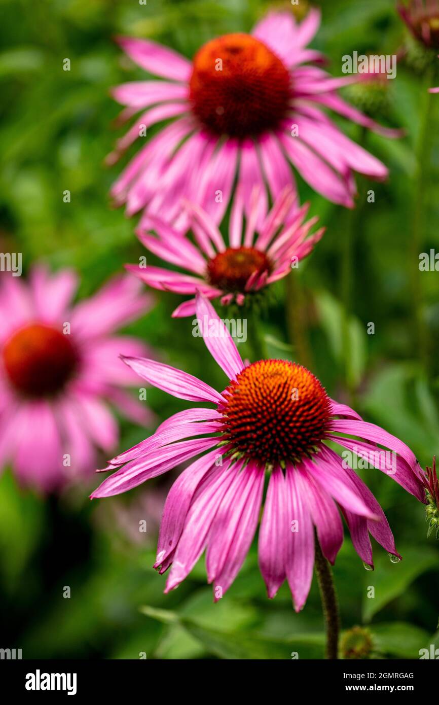 Rudbeckia purpurea rubinstern hi-res stock photography and images - Alamy