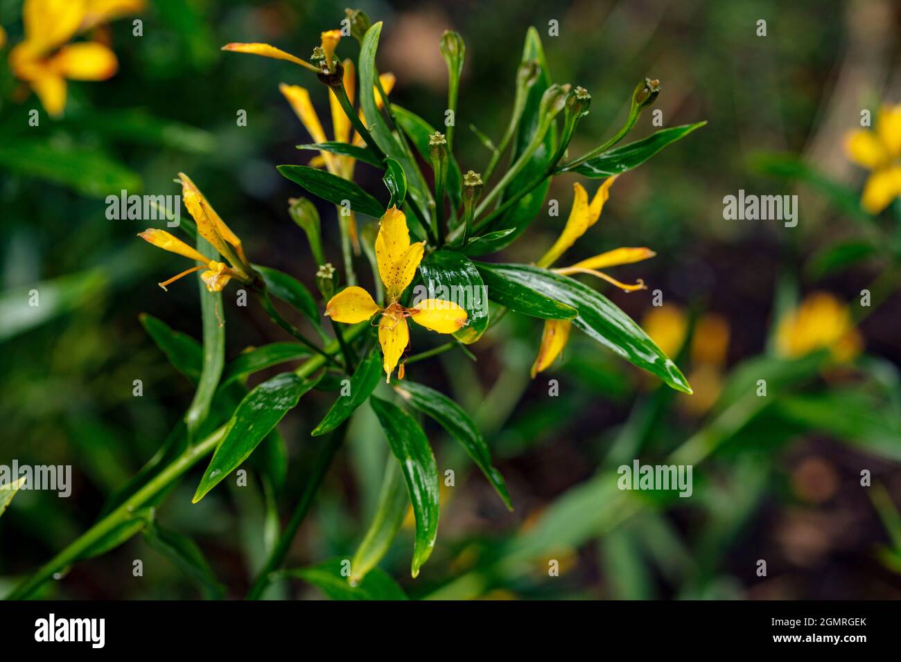 Flowering Alstroemeria 'Glory of the Andes’, lily of the Incas, natural ...