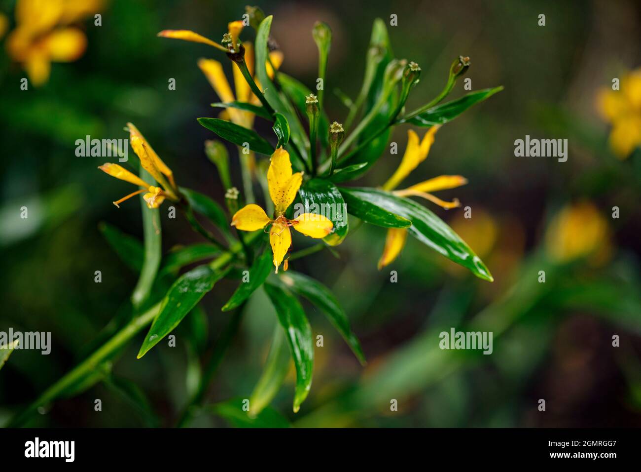 Flowering Alstroemeria 'Glory of the Andes’, lily of the Incas, natural ...