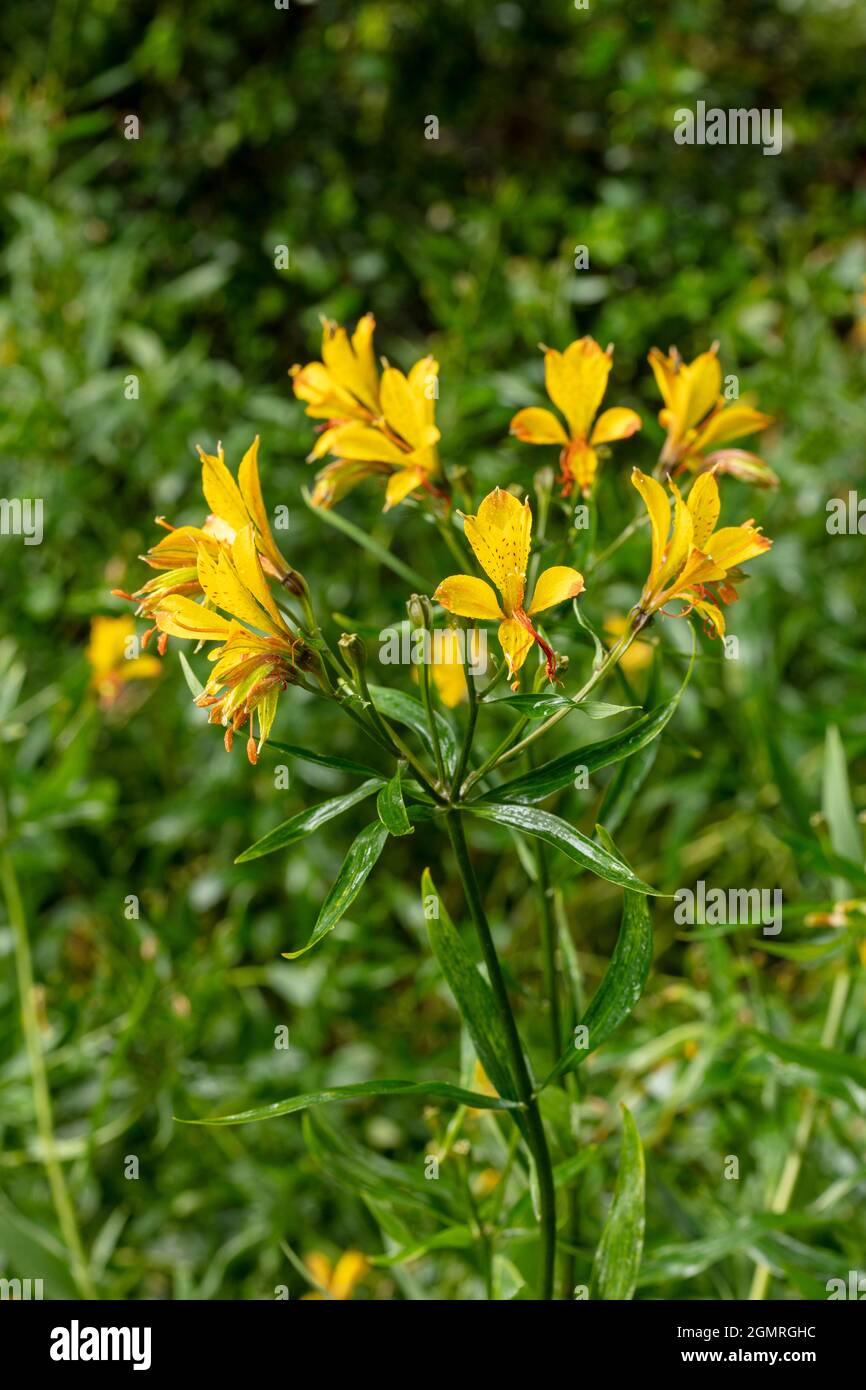 Flowering Alstroemeria 'Glory of the Andes’, lily of the Incas, natural ...
