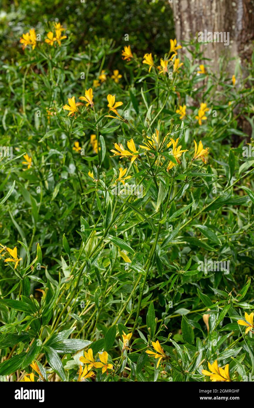 Flowering Alstroemeria 'Glory of the Andes’, lily of the Incas, natural ...