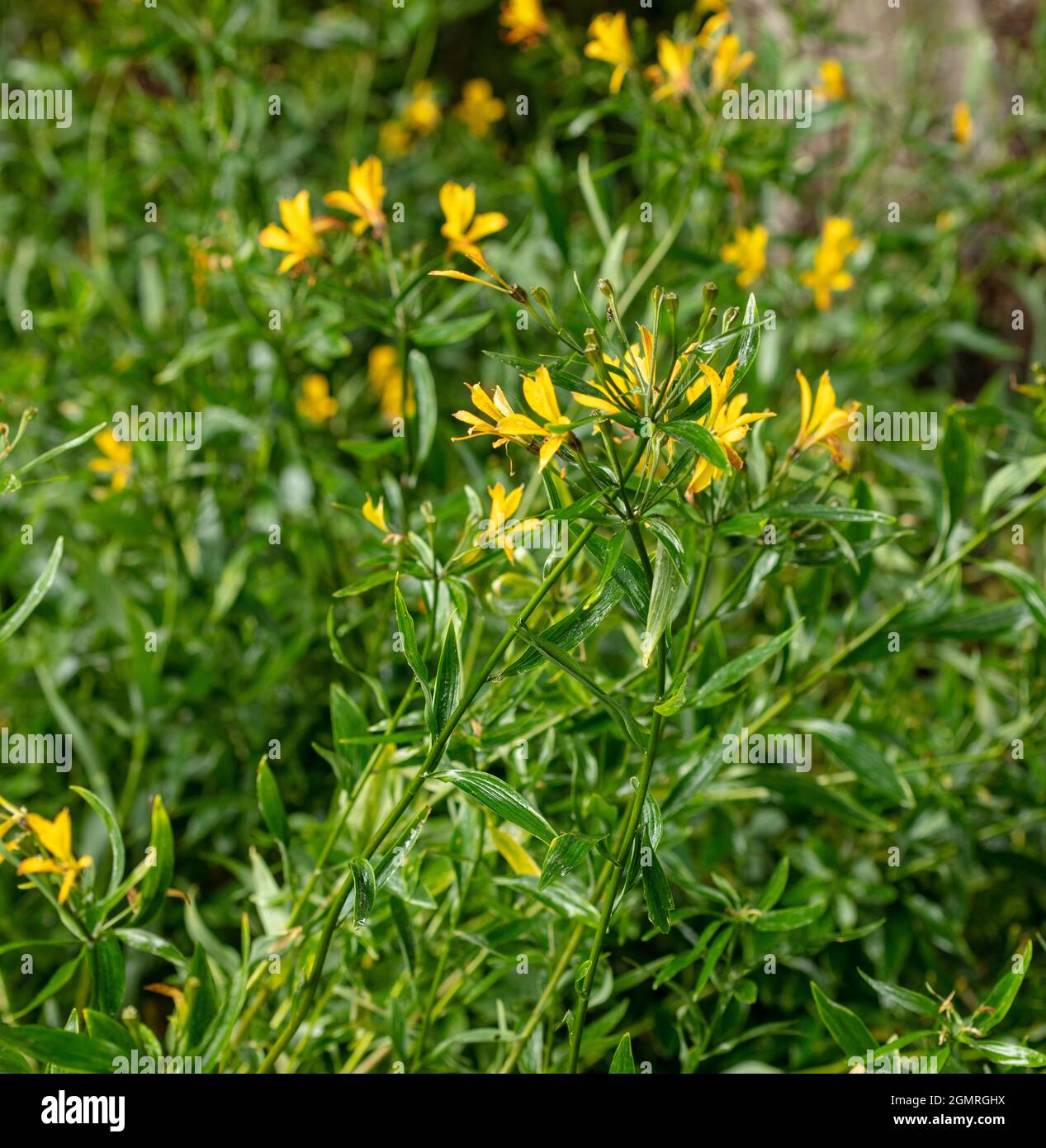 Flowering Alstroemeria 'Glory of the Andes’, lily of the Incas, natural ...