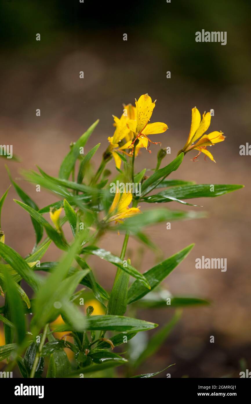 Flowering Alstroemeria 'Glory of the Andes’, lily of the Incas, natural ...
