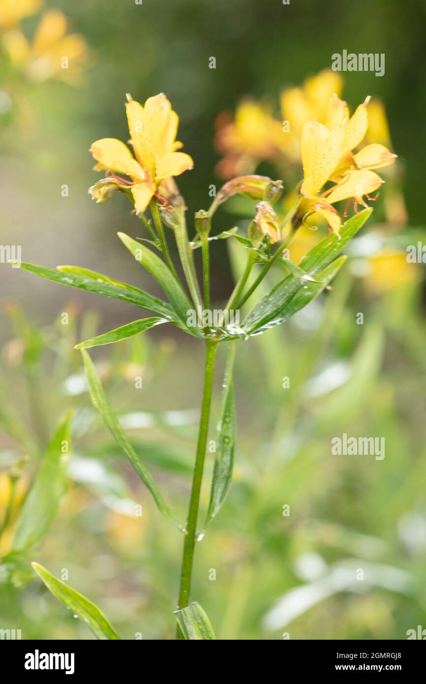 Flowering Alstroemeria 'Glory of the Andes’, lily of the Incas, natural ...