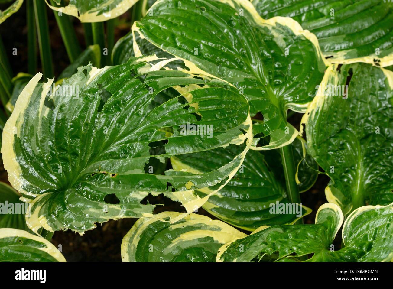 Attractive Hosta 'Christmas Tree’, plantain lily 'Christmas Tree ...