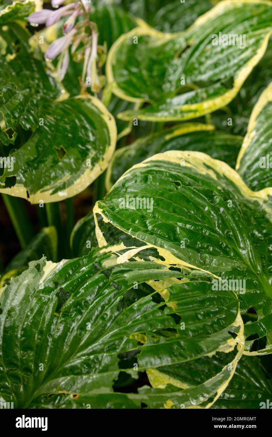 Attractive Hosta 'Christmas Tree’, plantain lily 'Christmas Tree ...