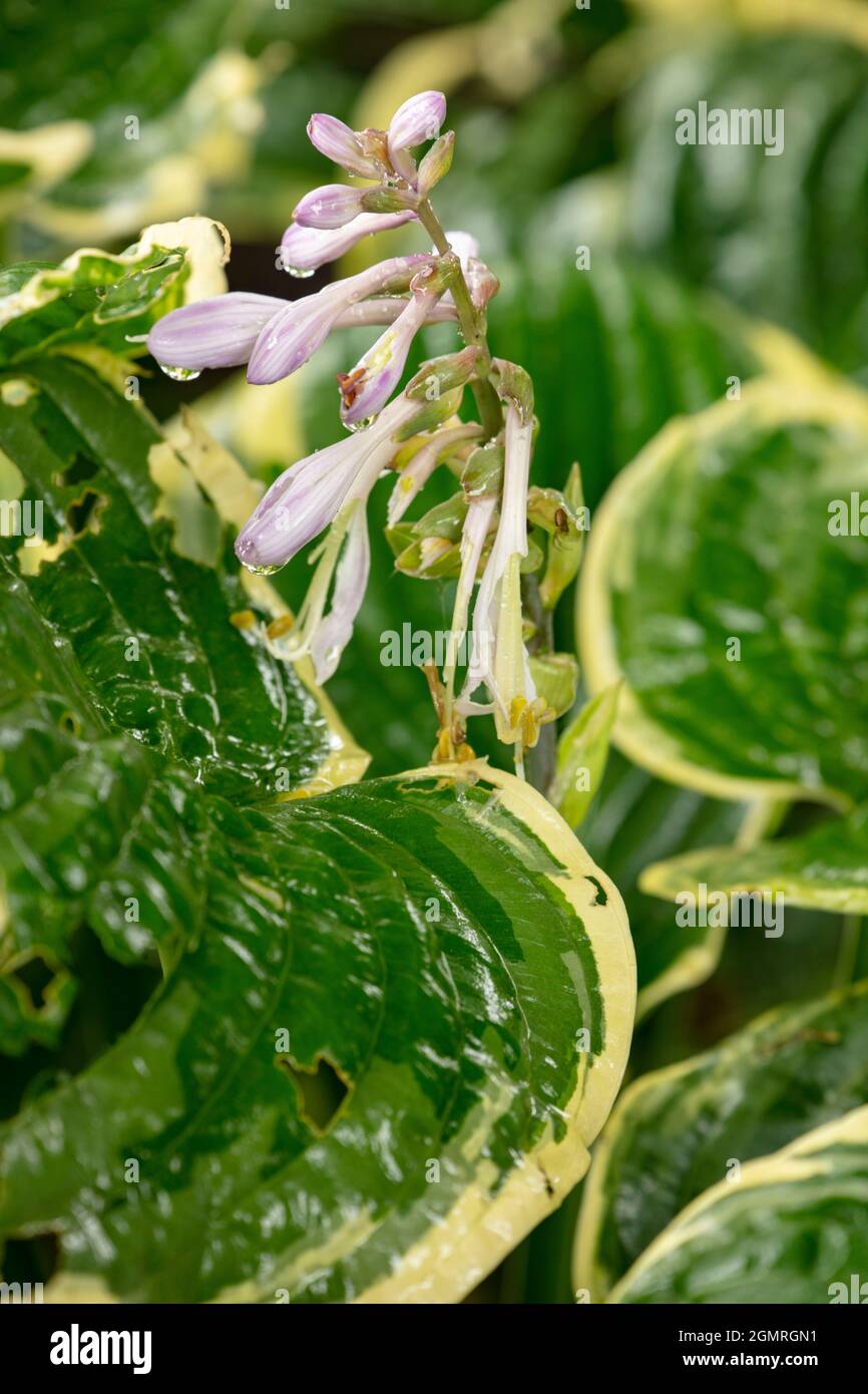 Attractive Hosta 'Christmas Tree’, plantain lily 'Christmas Tree ...