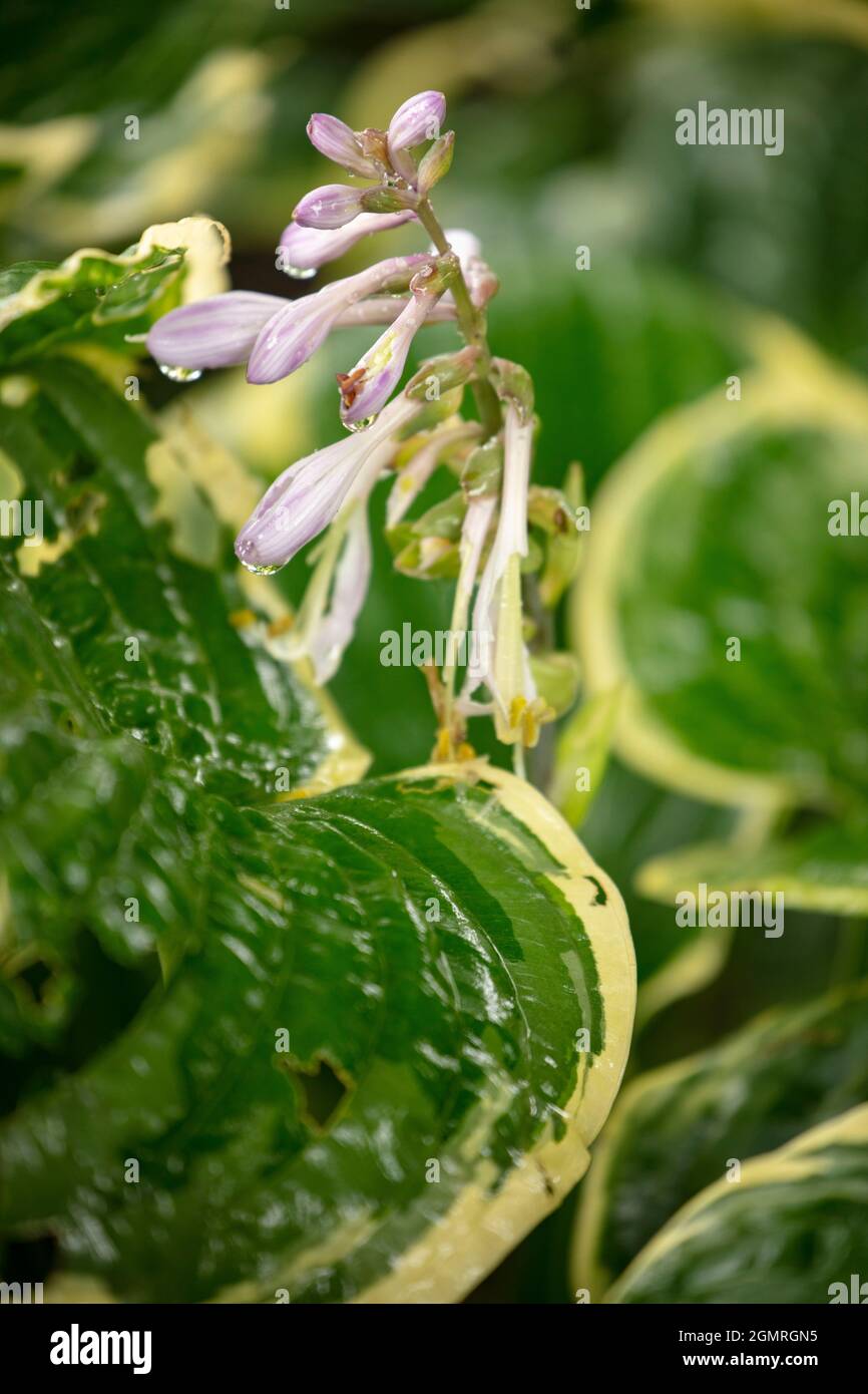 Attractive Hosta 'Christmas Tree’, plantain lily 'Christmas Tree ...
