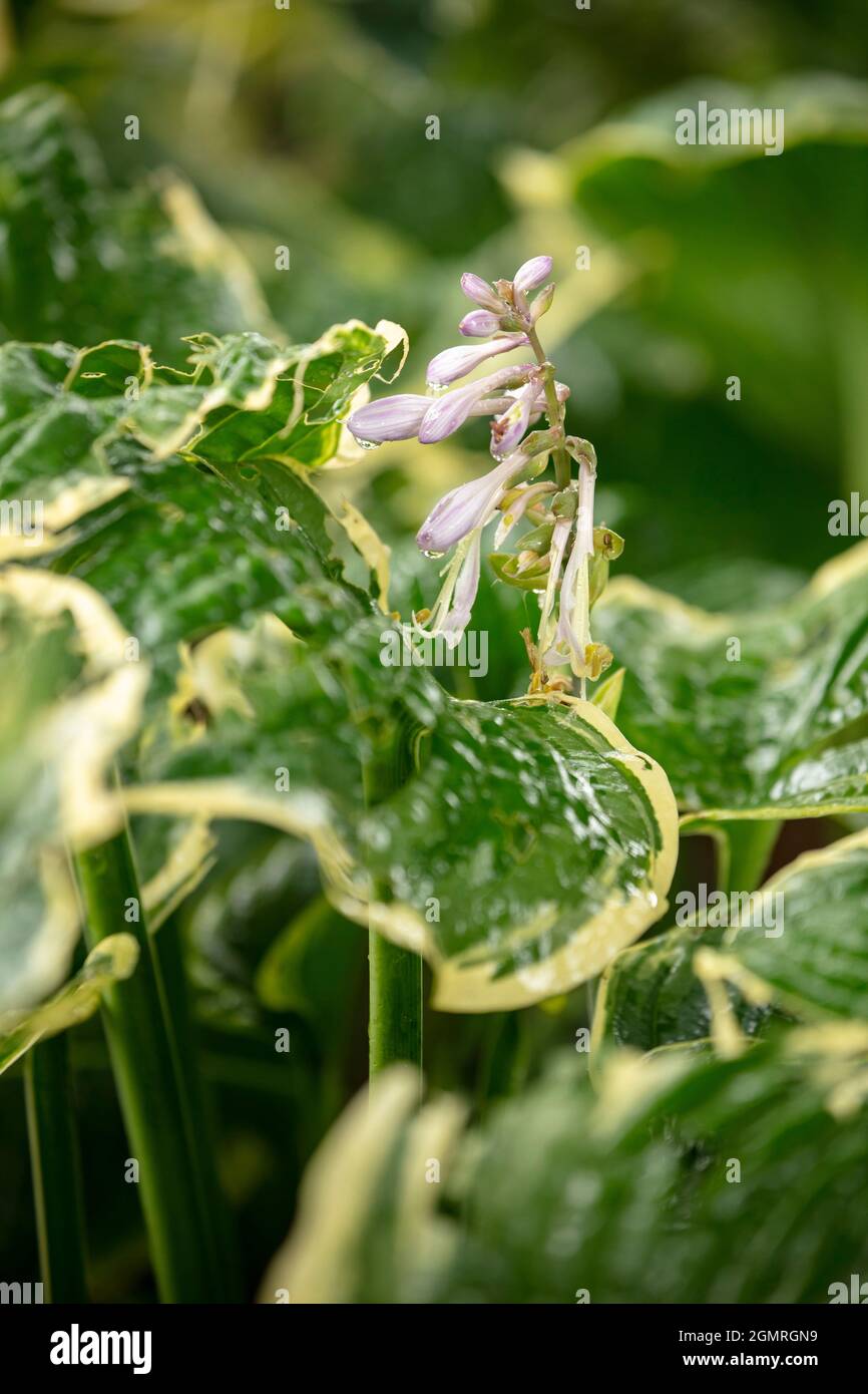 Attractive Hosta 'Christmas Tree’, plantain lily 'Christmas Tree ...