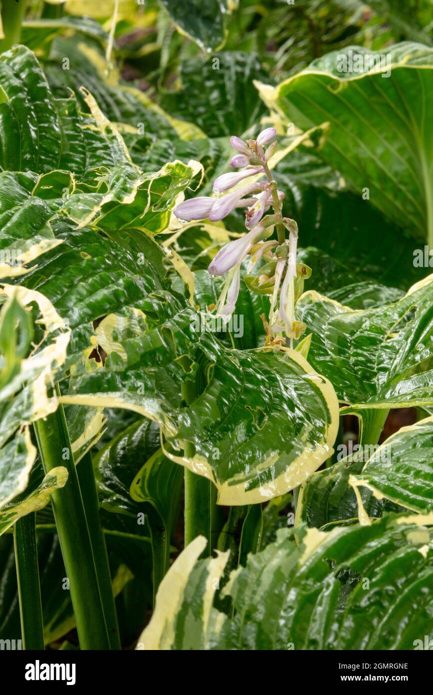 Attractive Hosta 'Christmas Tree’, plantain lily 'Christmas Tree ...