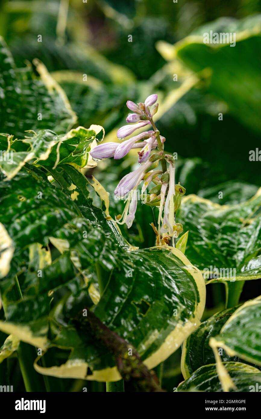 Attractive Hosta 'Christmas Tree’, plantain lily 'Christmas Tree ...