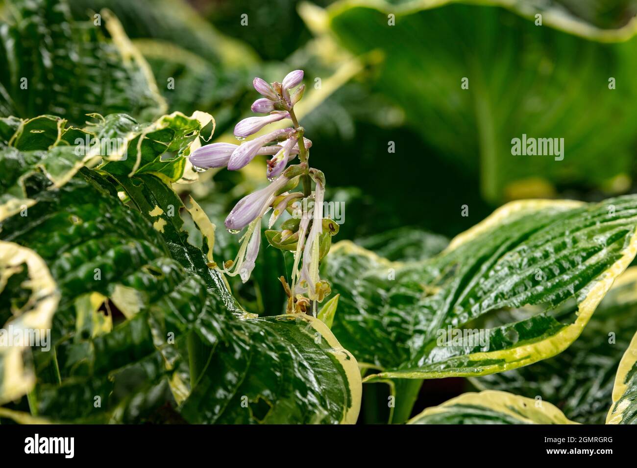 Attractive Hosta 'Christmas Tree’, plantain lily 'Christmas Tree ...