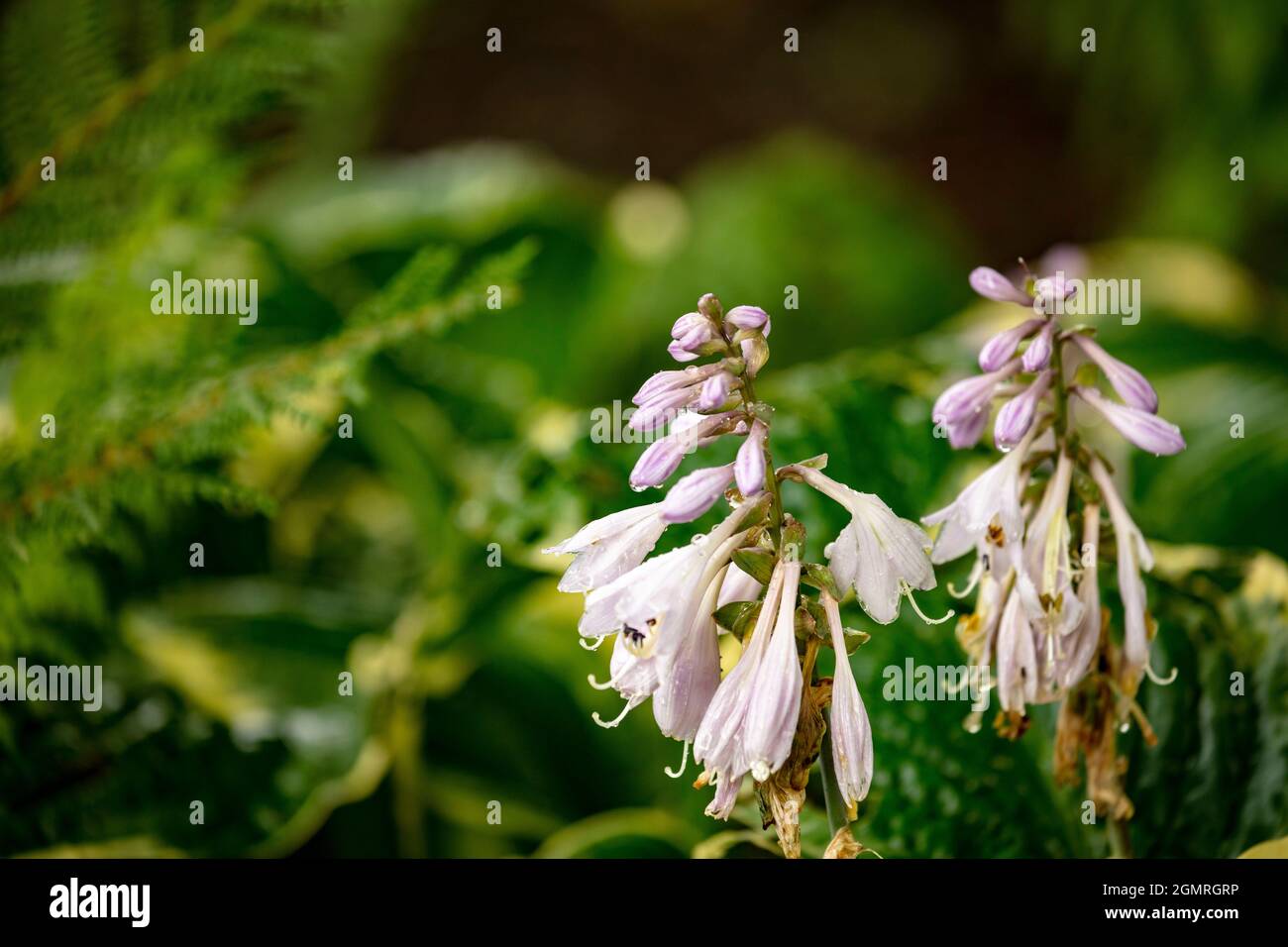 Attractive Hosta 'Christmas Tree’, plantain lily 'Christmas Tree ...