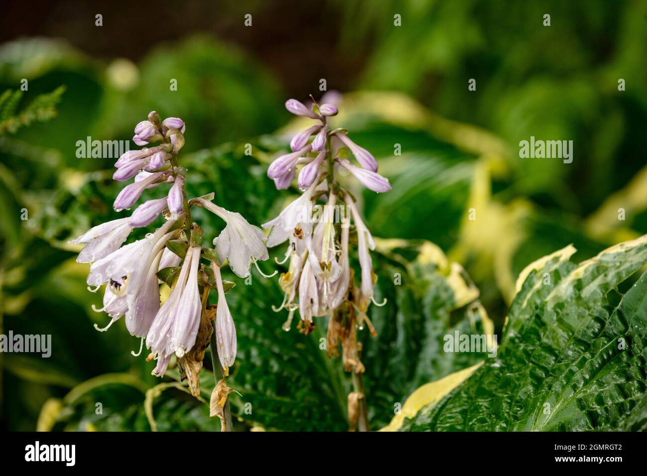 Attractive Hosta 'Christmas Tree’, plantain lily 'Christmas Tree ...