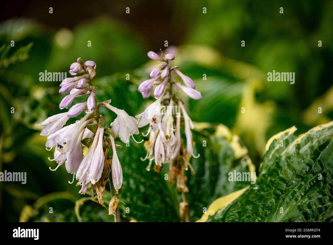Attractive Hosta 'Christmas Tree’, plantain lily 'Christmas Tree ...