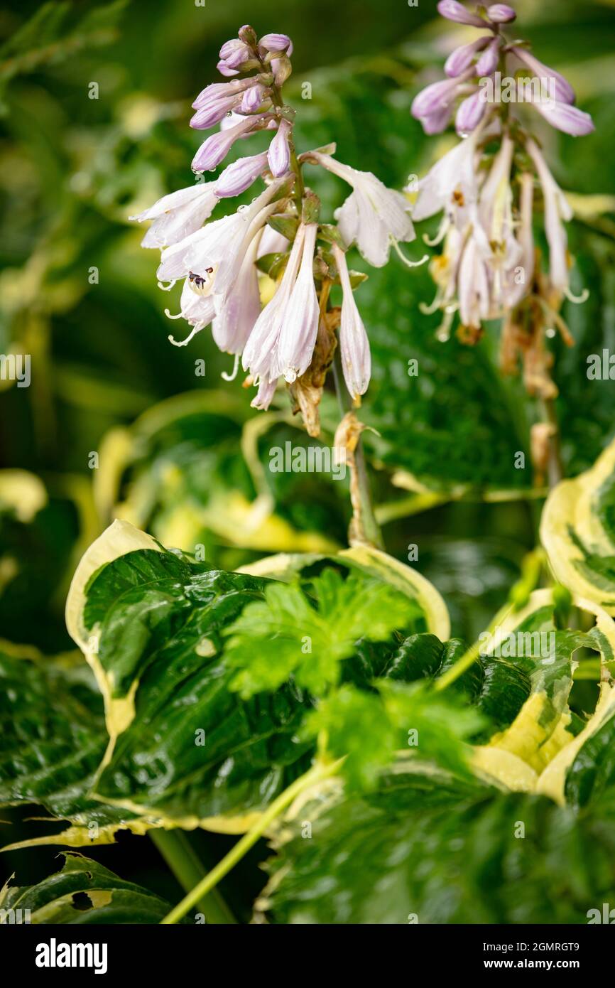 Attractive Hosta 'Christmas Tree’, plantain lily 'Christmas Tree ...