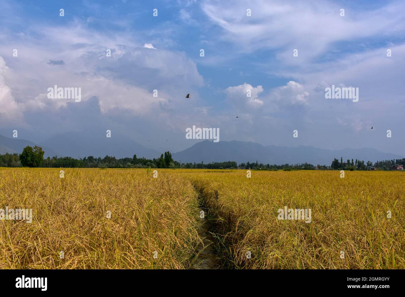 Kashmir, India. 20th Sep, 2021. A general view of rice fields during ...