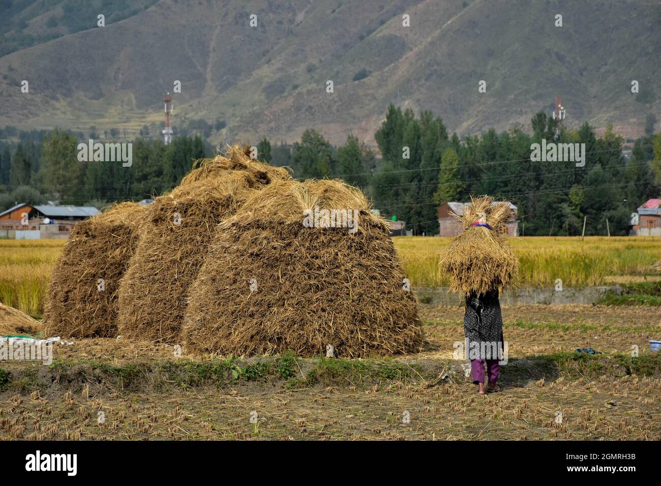 Kashmir, India. 20th Sep, 2021. A Kashmiri woman carries lumps of grass ...