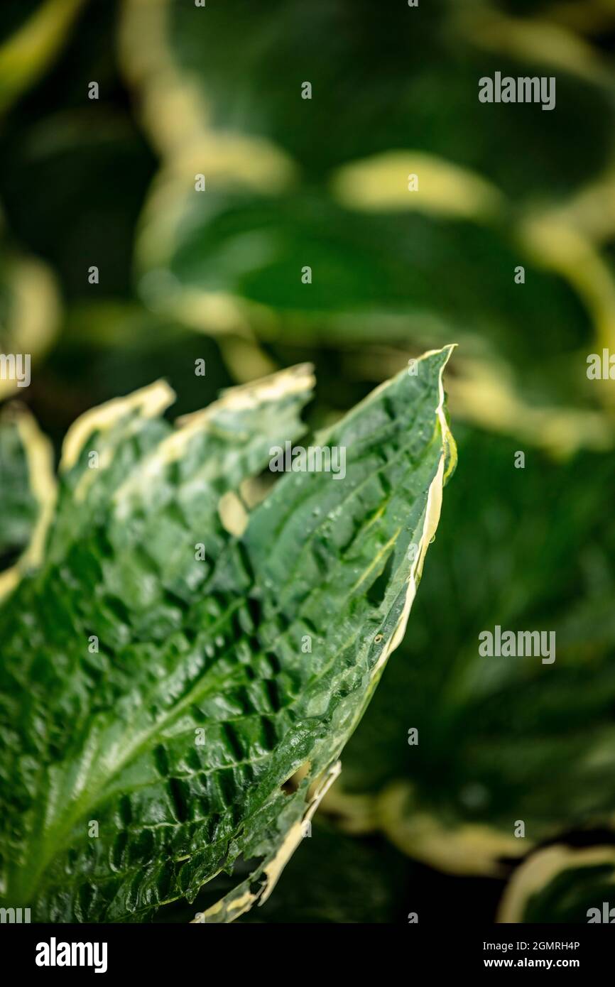 Attractive Hosta 'Christmas Tree’, plantain lily 'Christmas Tree ...
