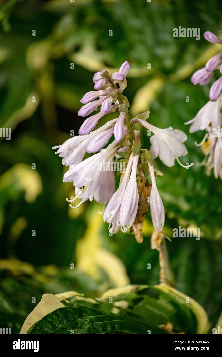 Attractive Hosta 'Christmas Tree’, plantain lily 'Christmas Tree ...