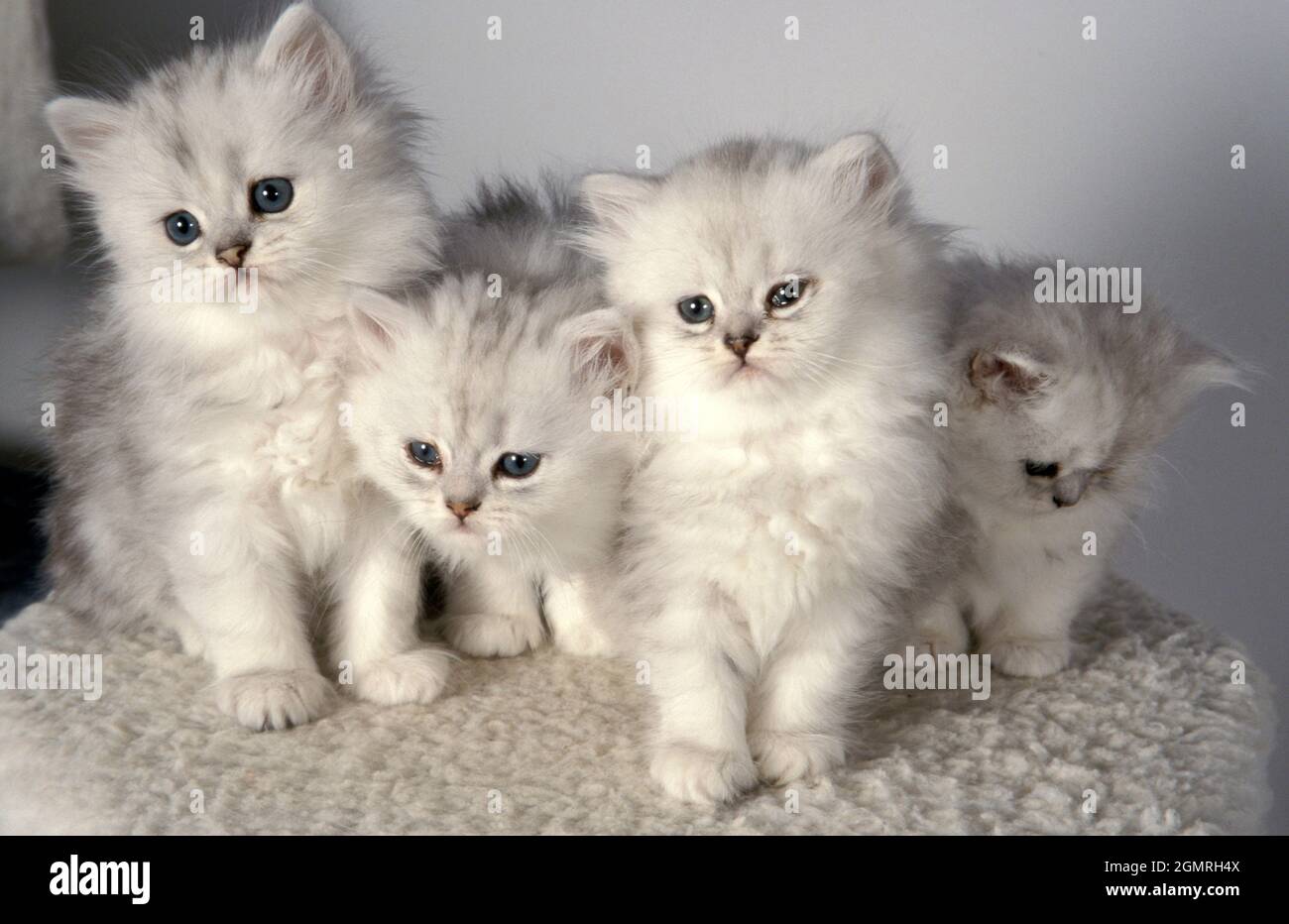 White Persian Kittens