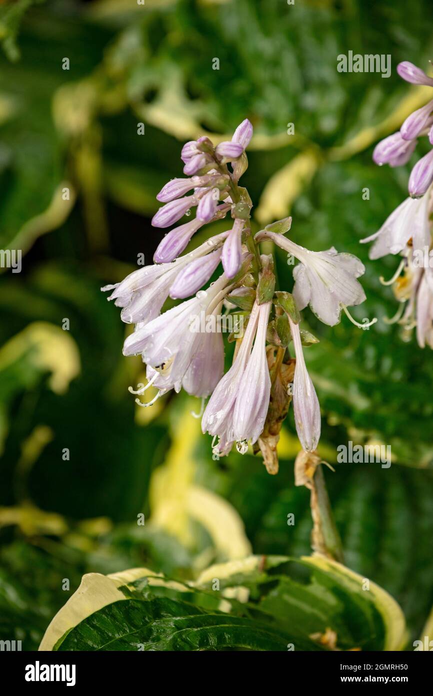Attractive Hosta 'Christmas Tree’, plantain lily 'Christmas Tree ...