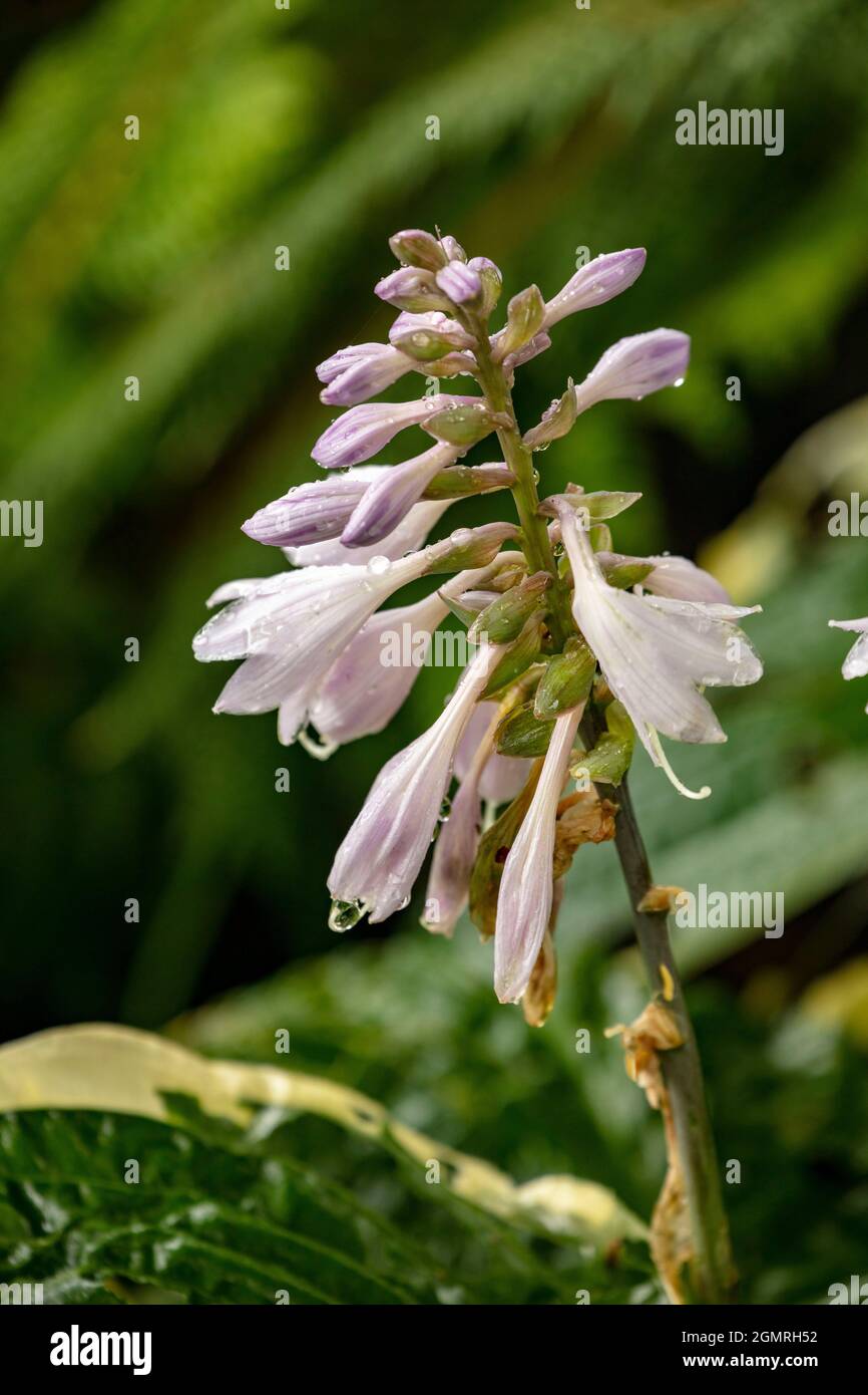 Attractive Hosta 'Christmas Tree’, plantain lily 'Christmas Tree ...