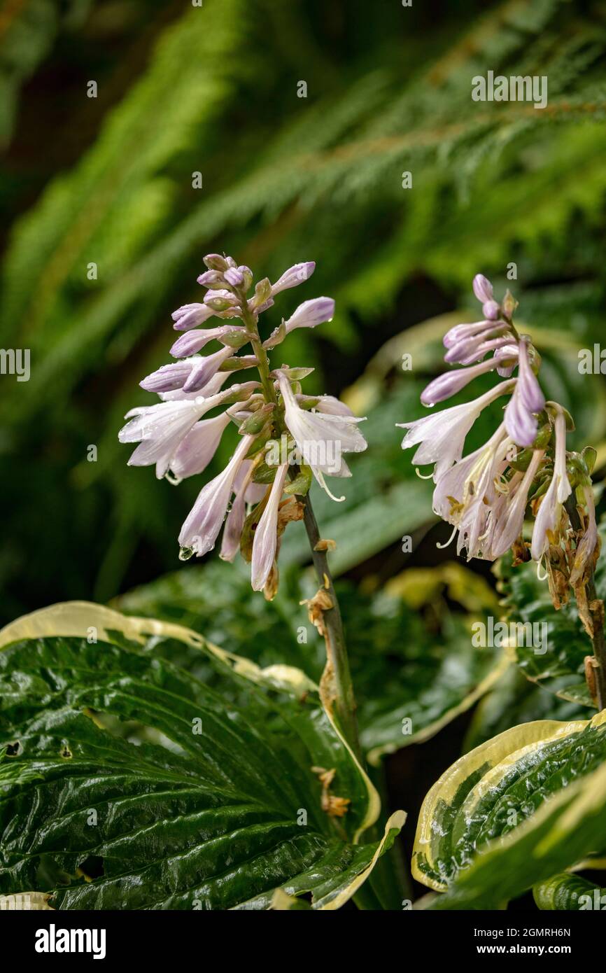 Attractive Hosta 'Christmas Tree’, plantain lily 'Christmas Tree ...
