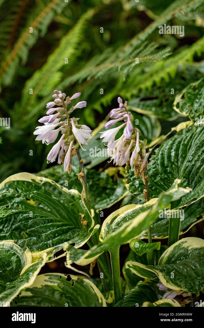Attractive Hosta 'Christmas Tree’, plantain lily 'Christmas Tree ...