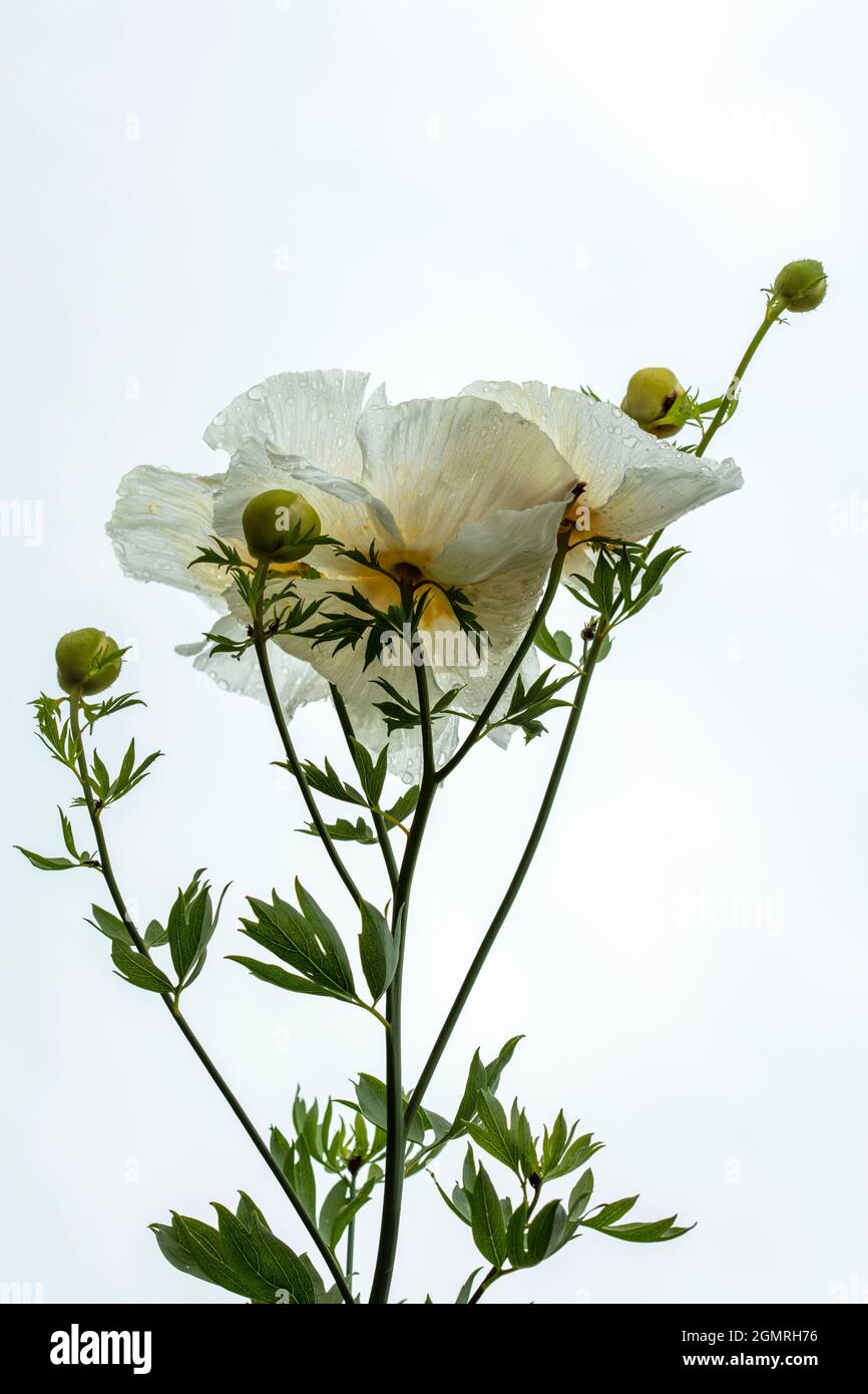 Truly outstanding Romneya coulteri, Californian tree poppy, bush poppy ...