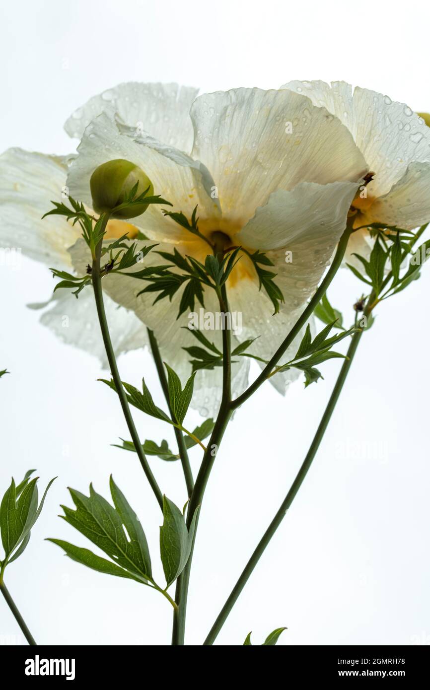 Truly outstanding Romneya coulteri, Californian tree poppy, bush poppy ...