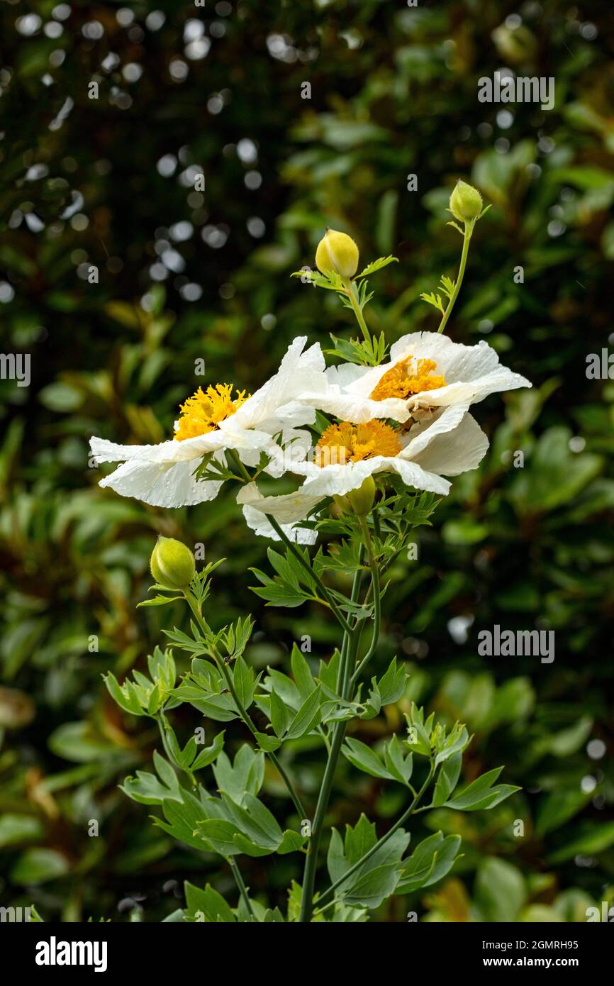 Truly outstanding Romneya coulteri, Californian tree poppy, bush poppy ...