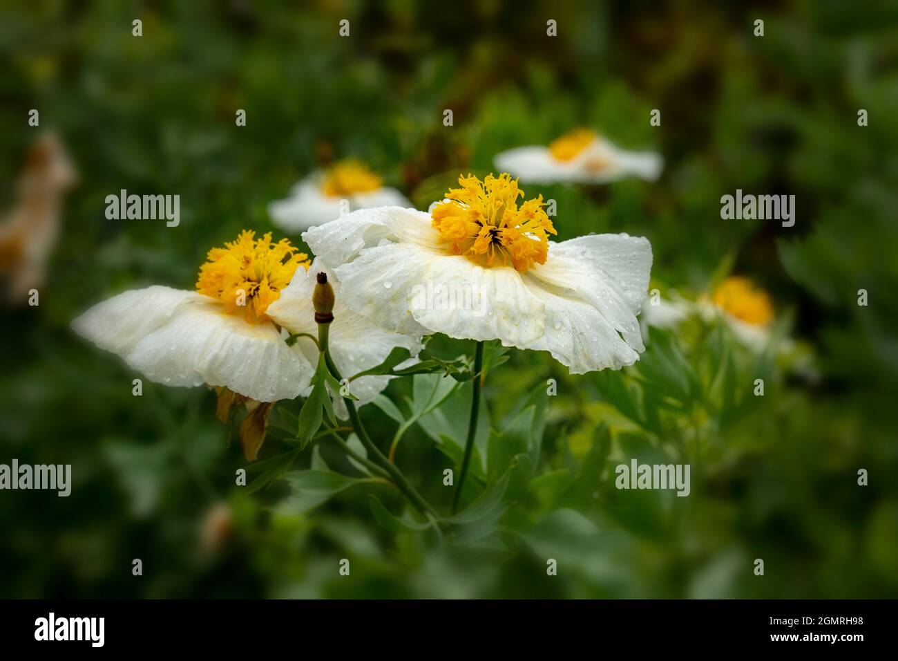 Truly outstanding Romneya coulteri, Californian tree poppy, bush poppy ...
