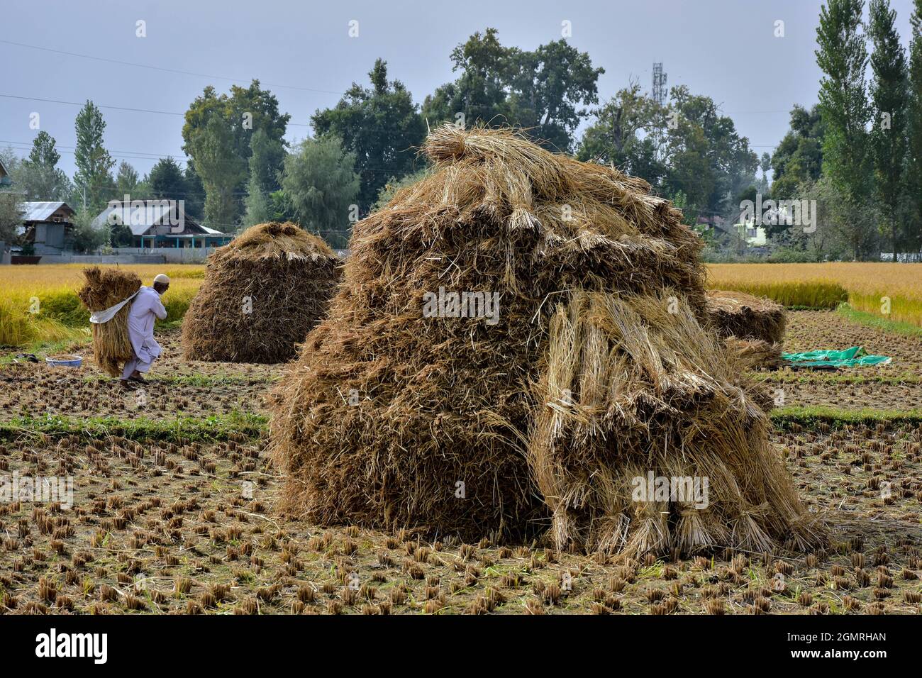 A Kashmiri farmer carries lumps of grass to make hay bales in the field ...