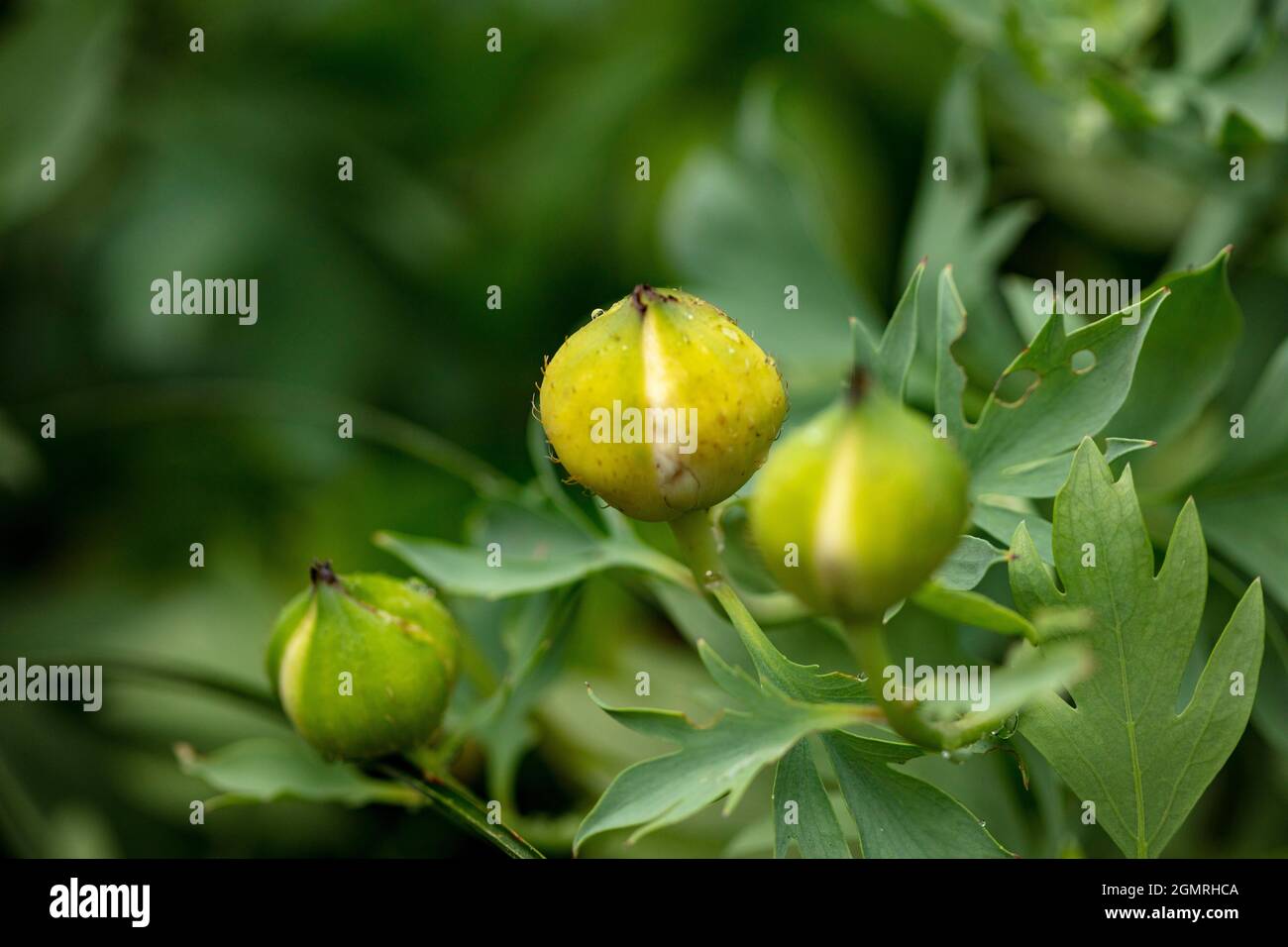 Truly outstanding Romneya coulteri, Californian tree poppy, bush poppy ...