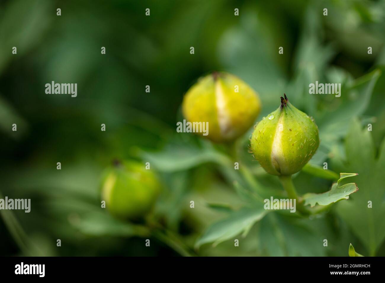 Truly outstanding Romneya coulteri, Californian tree poppy, bush poppy ...