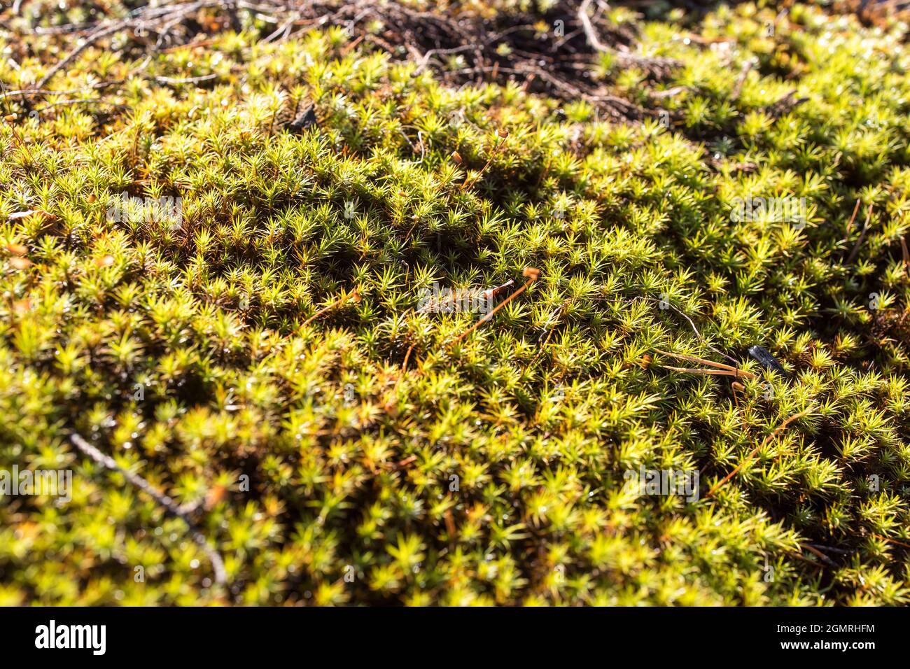 Various types of moss and small spots of lichen among the green moss ...