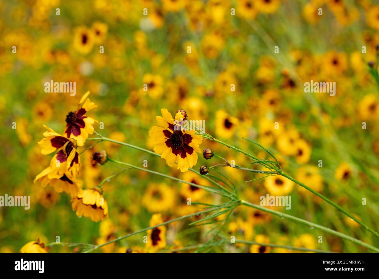 Plants growing freely hi-res stock photography and images - Alamy