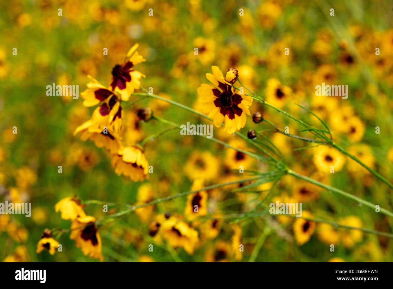 Glowing Coreopsis Tinctoria flowering freely, natural plant portrait ...