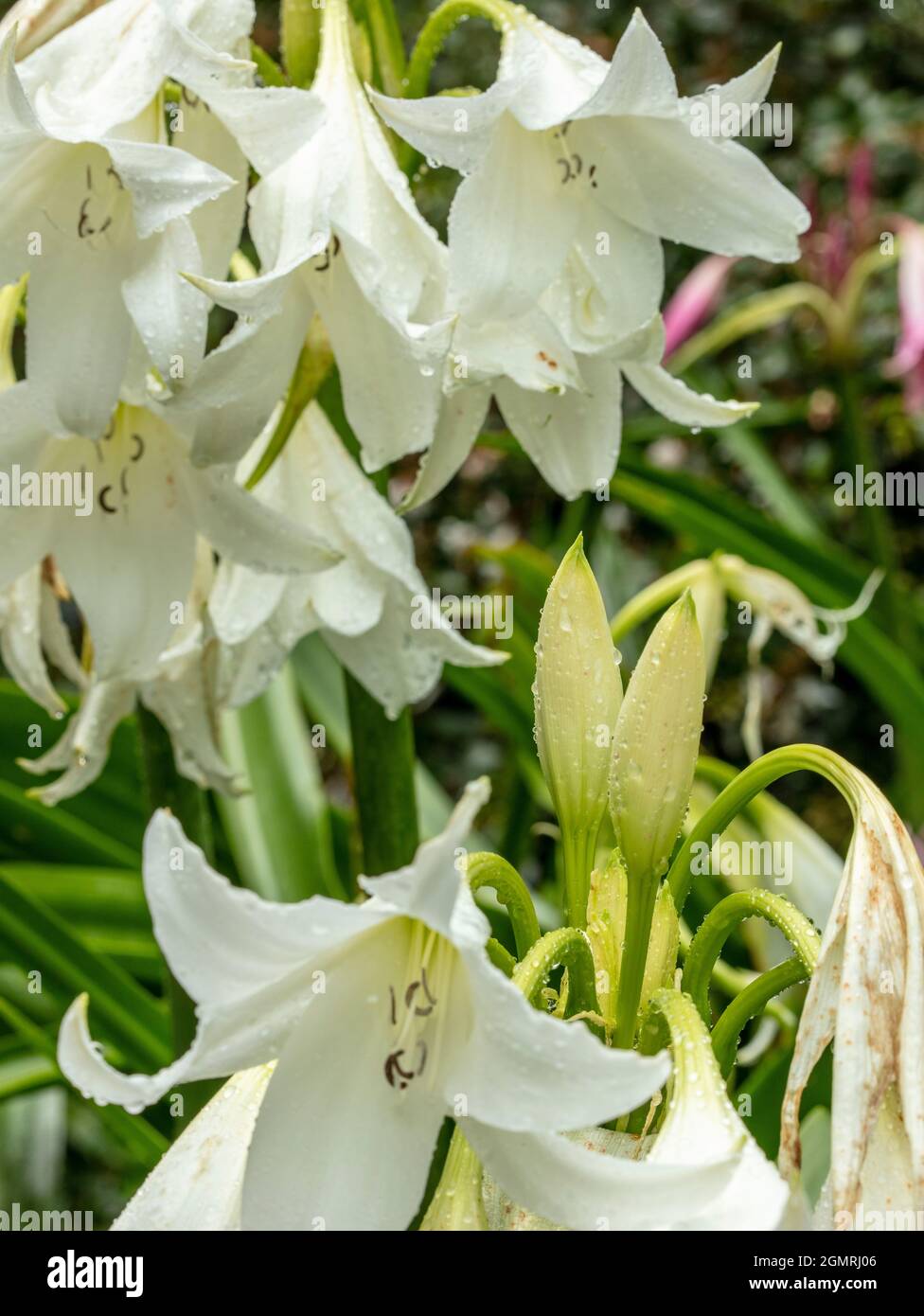 Close-up of architectural damp loving Crinum × powellii, swamp lily ...