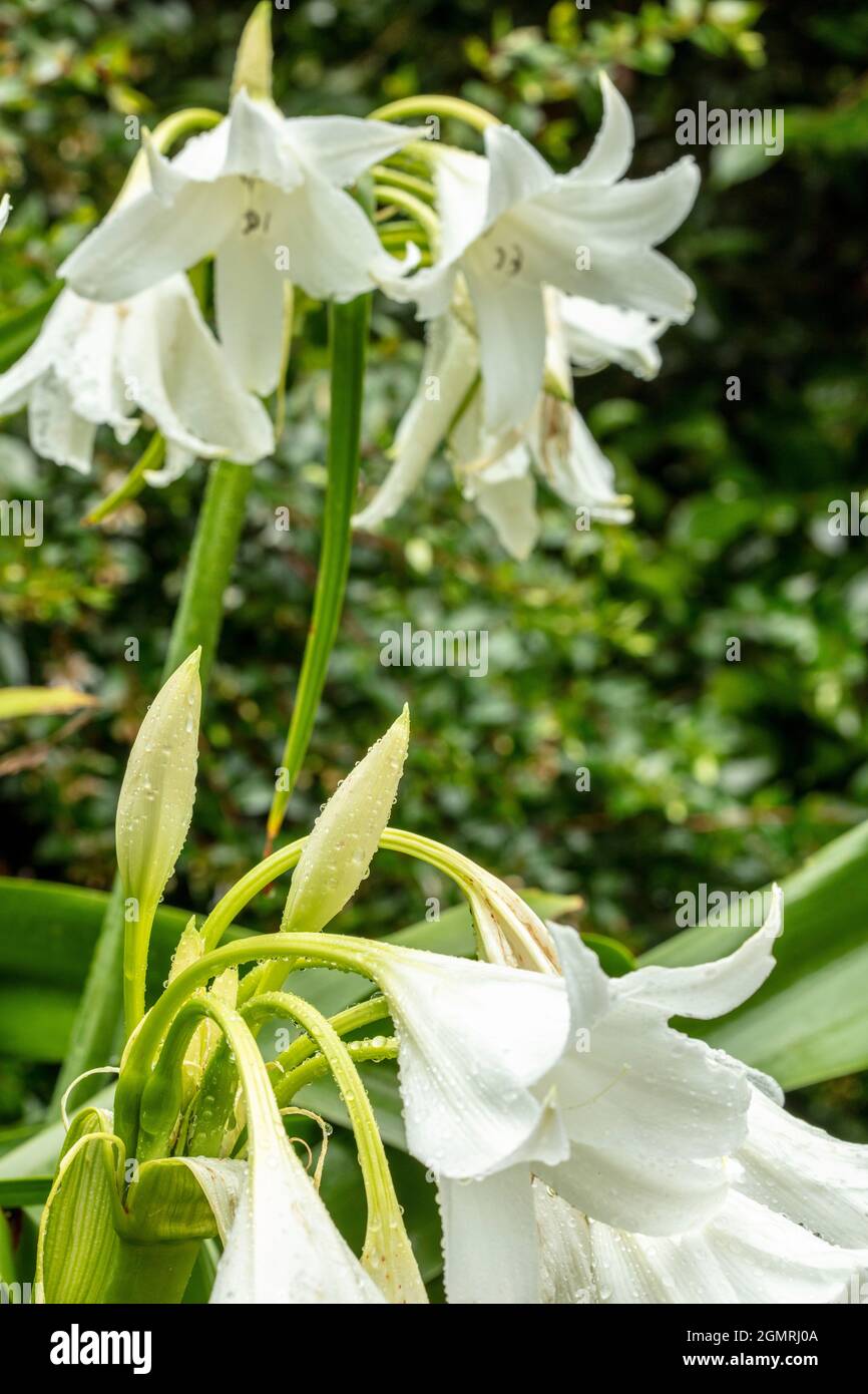 Close-up of architectural damp loving Crinum × powellii, swamp lily ...